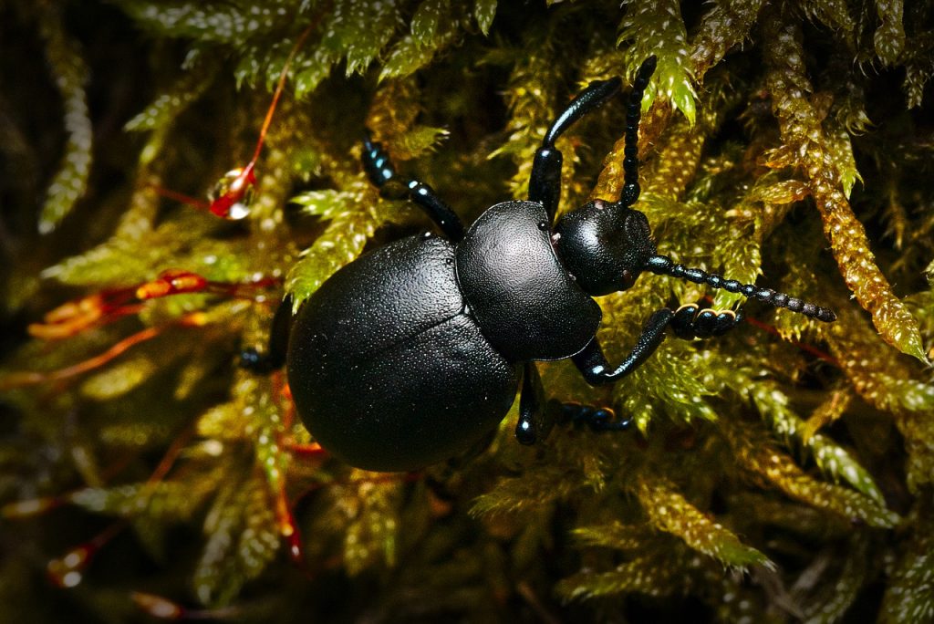 Come Eliminare gli Scarafaggi in Casa e Cucina